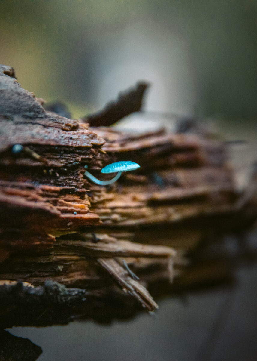 Hiking Guide to the Collins Cap Walk & Myrtle Forest Falls