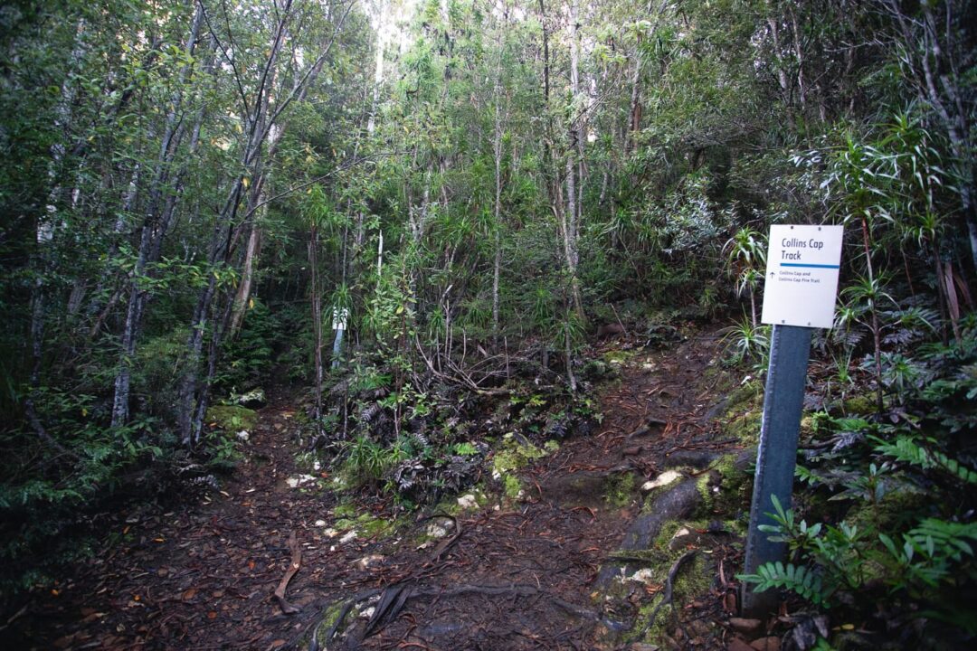 Hiking Guide to the Collins Cap Walk & Myrtle Forest Falls