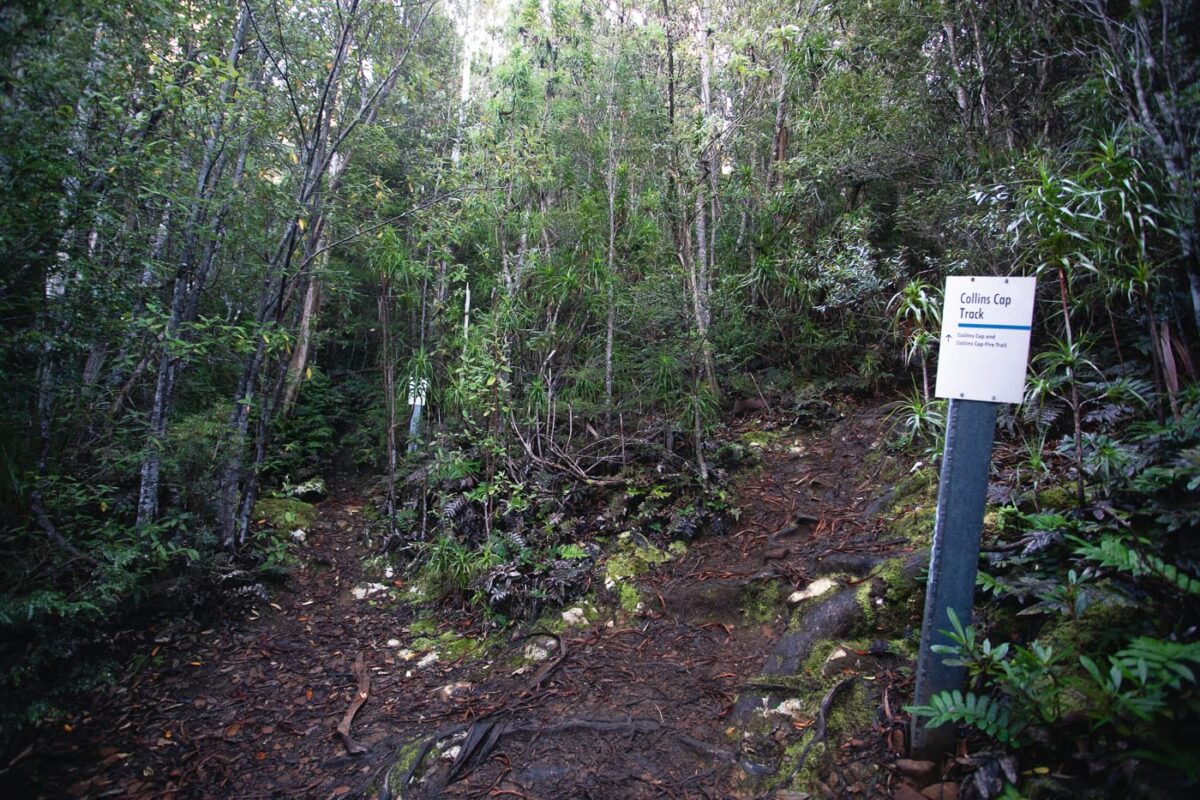 Hiking Guide to the Collins Cap Walk & Myrtle Forest Falls