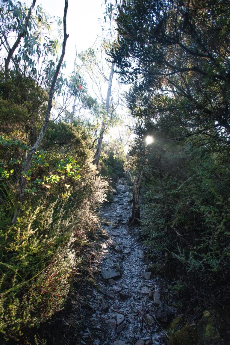 Hiking Guide to the Collins Cap Walk & Myrtle Forest Falls