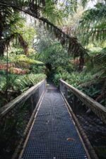 Hastings Caves and Thermal Springs: Cave Tour in Tasmania