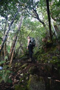 Hiking Guide to the Collins Cap Walk & Myrtle Forest Falls