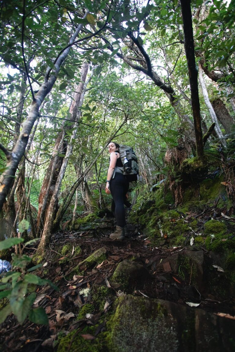 Hiking Guide to the Collins Cap Walk & Myrtle Forest Falls