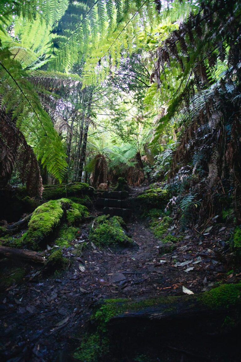 Hiking Guide to the Collins Cap Walk & Myrtle Forest Falls – We Seek Travel