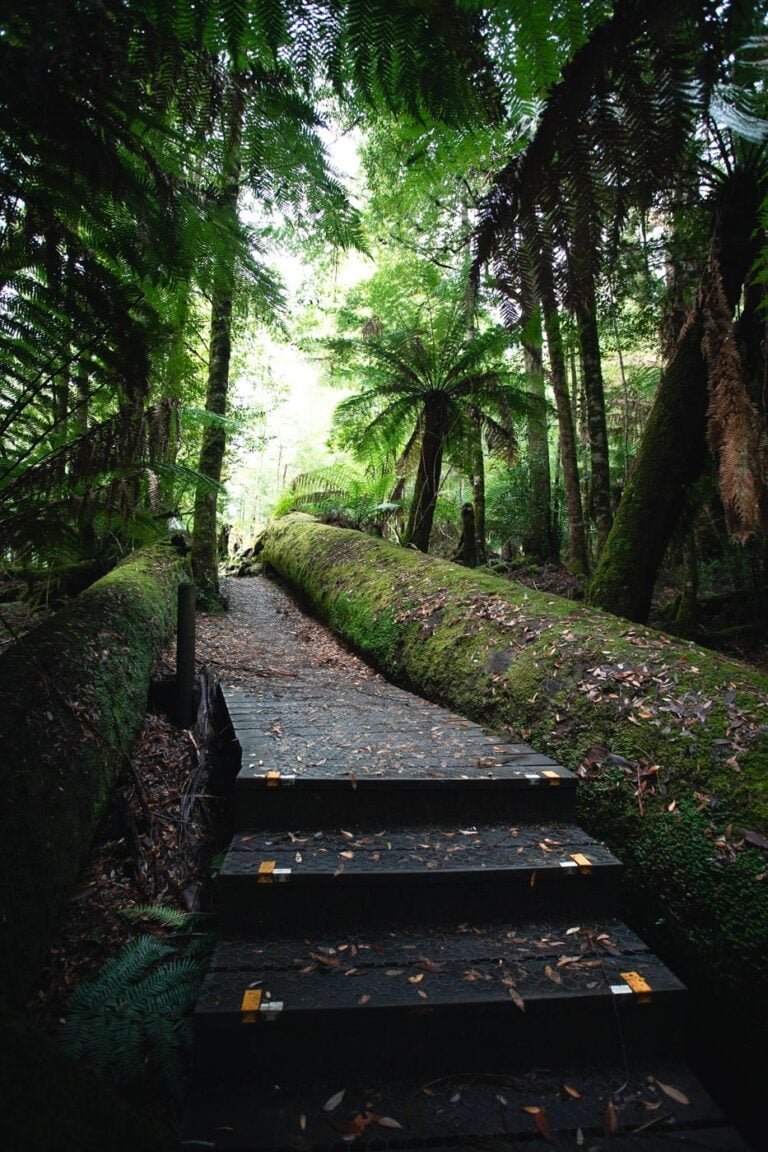 Styx Tall Trees Walk: Where to See Tasmanian Giant Trees