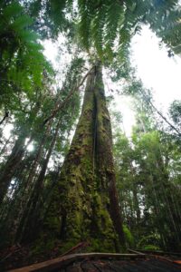 Styx Tall Trees Walk: Where to See Tasmanian Giant Trees