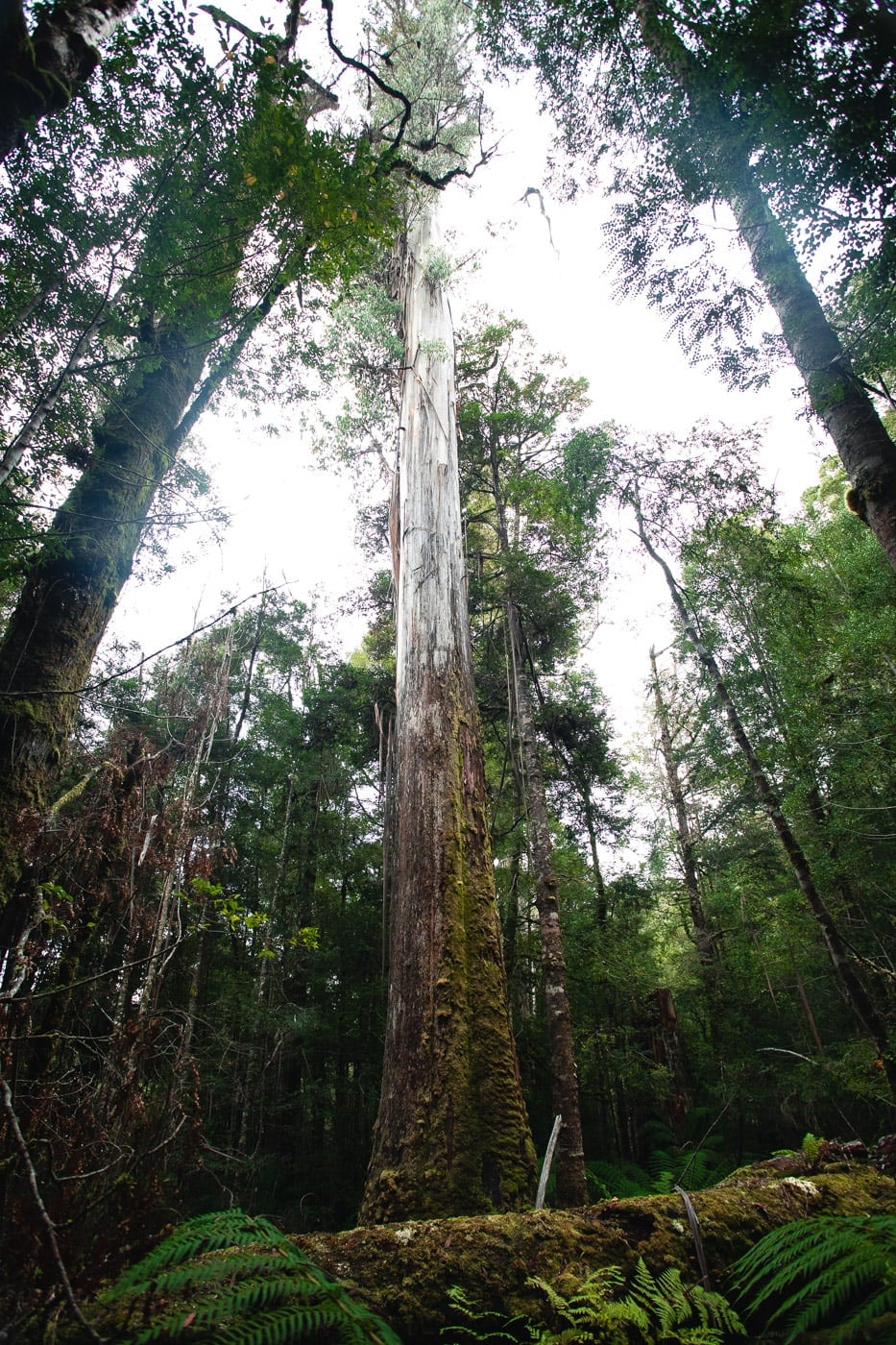 Styx Tall Trees Walk: Where to See Tasmanian Giant Trees