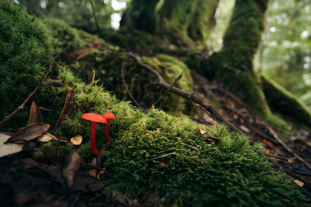 Styx Tall Trees Walk: Where to See Tasmanian Giant Trees