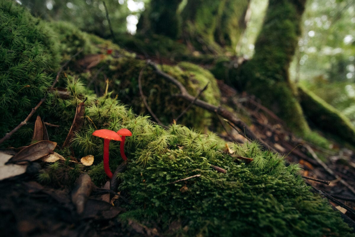 Styx Tall Trees Walk: Where to See Tasmanian Giant Trees