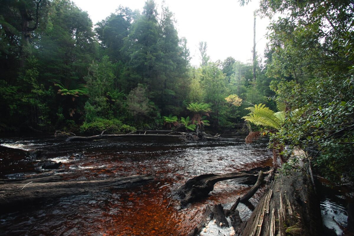 Styx Tall Trees Walk: Where to See Tasmanian Giant Trees