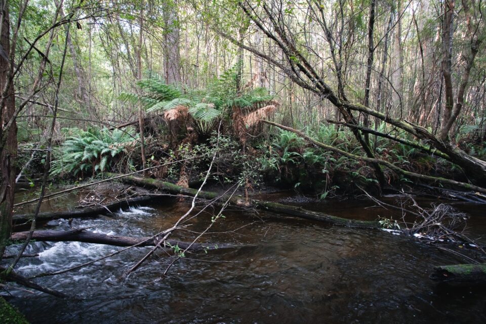 Hastings Caves and Thermal Springs: Cave Tour in Tasmania