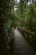Hastings Caves and Thermal Springs: Cave Tour in Tasmania