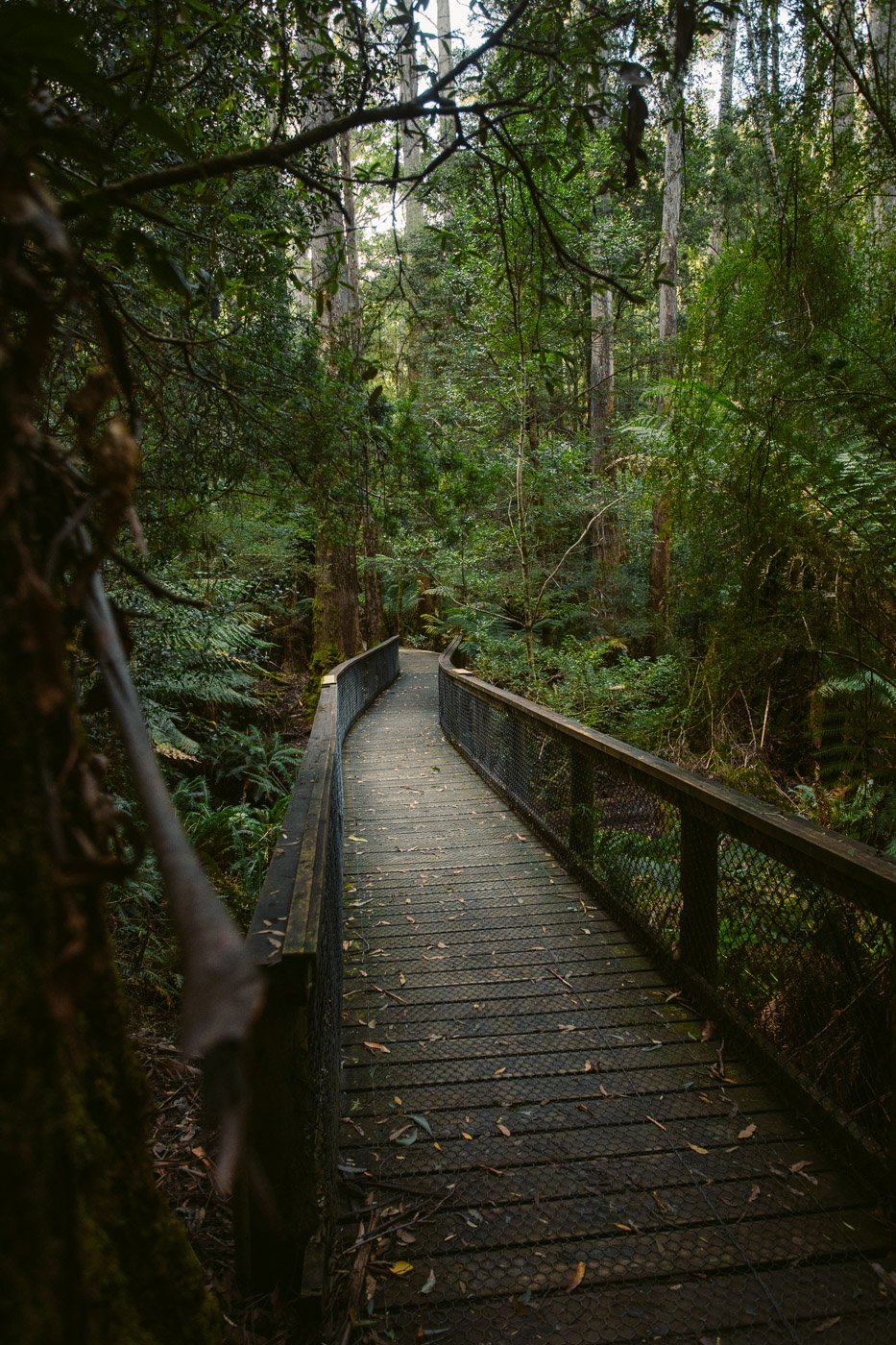 Visiting Hastings Caves and Thermal Springs: Tasmania's Best Cave Tour ...