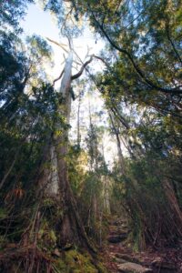 Hiking to Wellington Falls and the Disappearing Tarn, Hobart