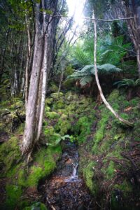 Hiking to Wellington Falls and the Disappearing Tarn, Hobart