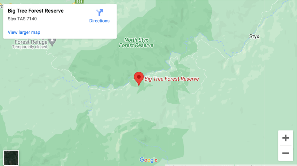 Styx Tall Trees Walk: Where to See Tasmanian Giant Trees