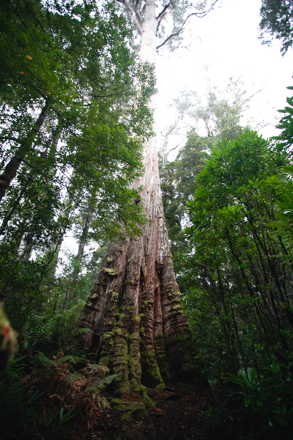 Is the Tahune Airwalk Worth it? — Tahune Adventures Tasmania – We Seek ...