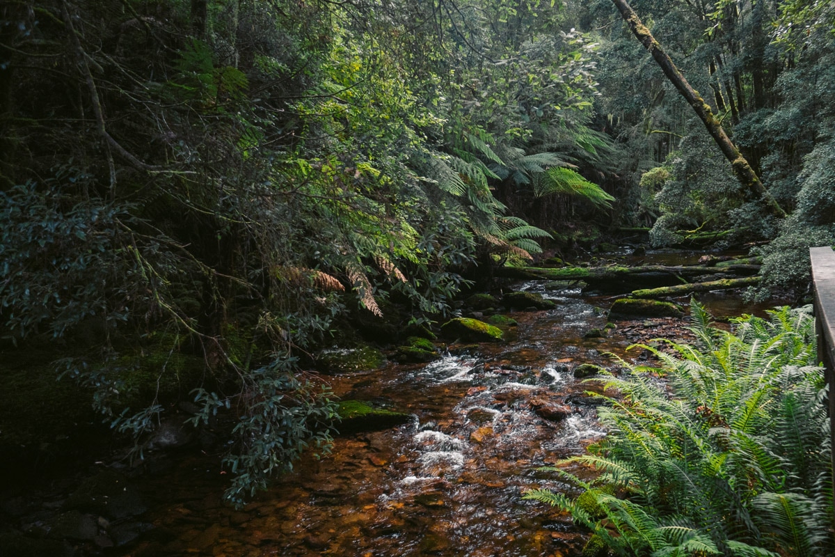 How to Visit Nelson Falls in Tasmania & What to Expect