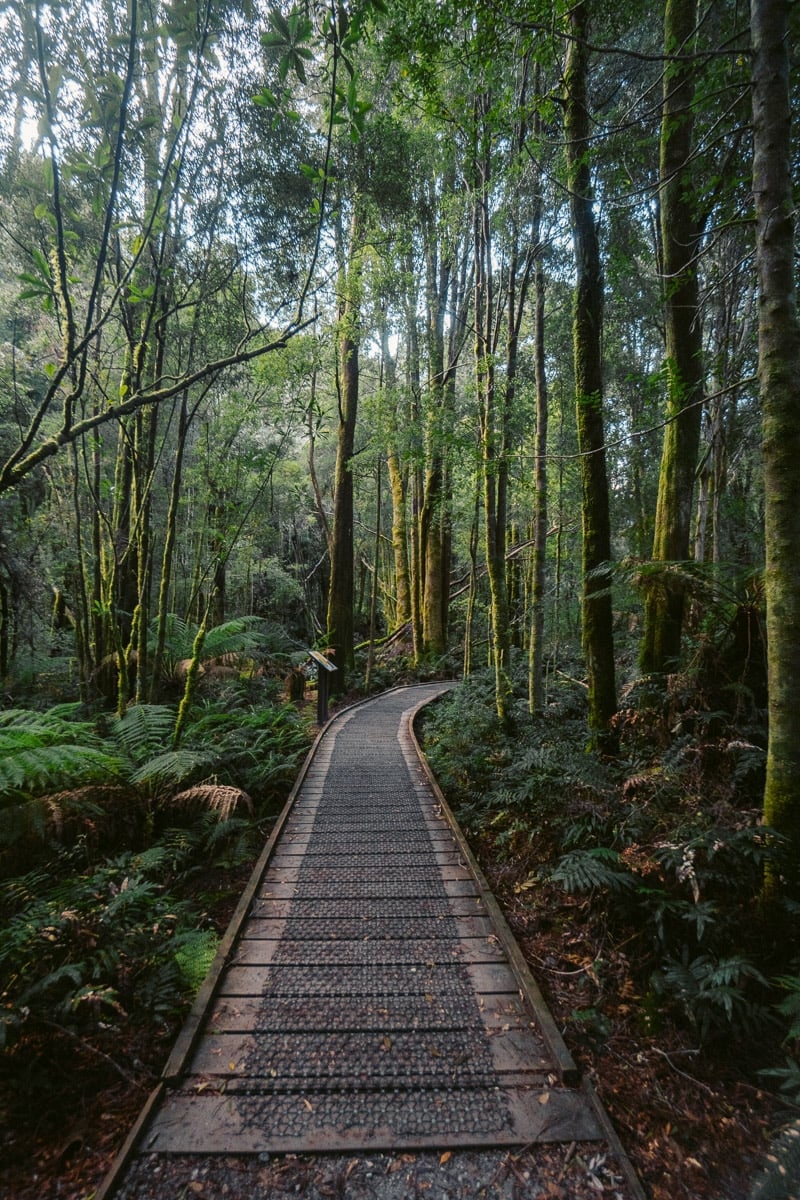 Nelson Falls Tasmania - Complete Waterfall Guide – We Seek Travel