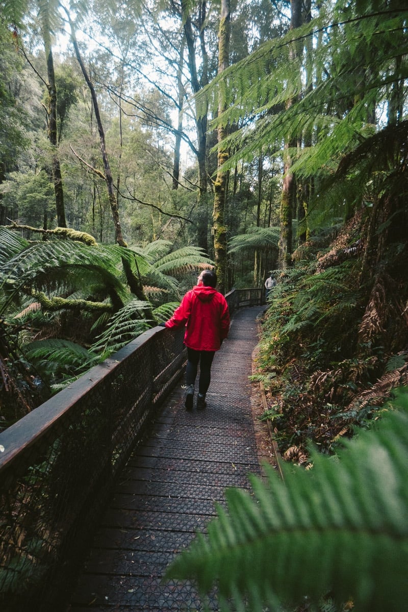 Nelson Falls Tasmania - Complete Waterfall Guide – We Seek Travel