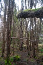 Hiking Guide to The Quamby Bluff Walk in Tasmania – We Seek Travel