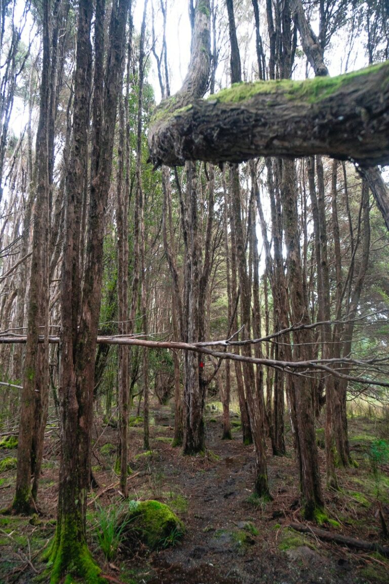 Hiking Guide to The Quamby Bluff Walk in Tasmania