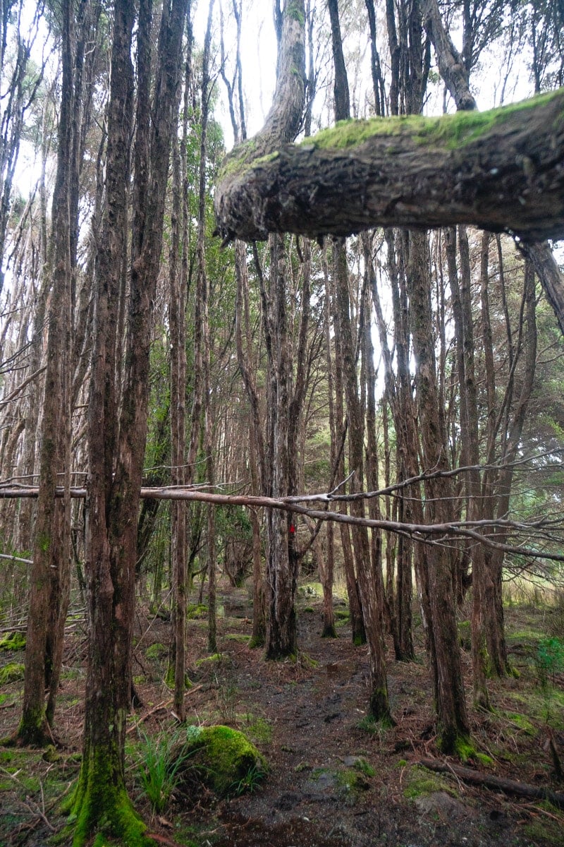 Hiking Guide to The Quamby Bluff Walk in Tasmania