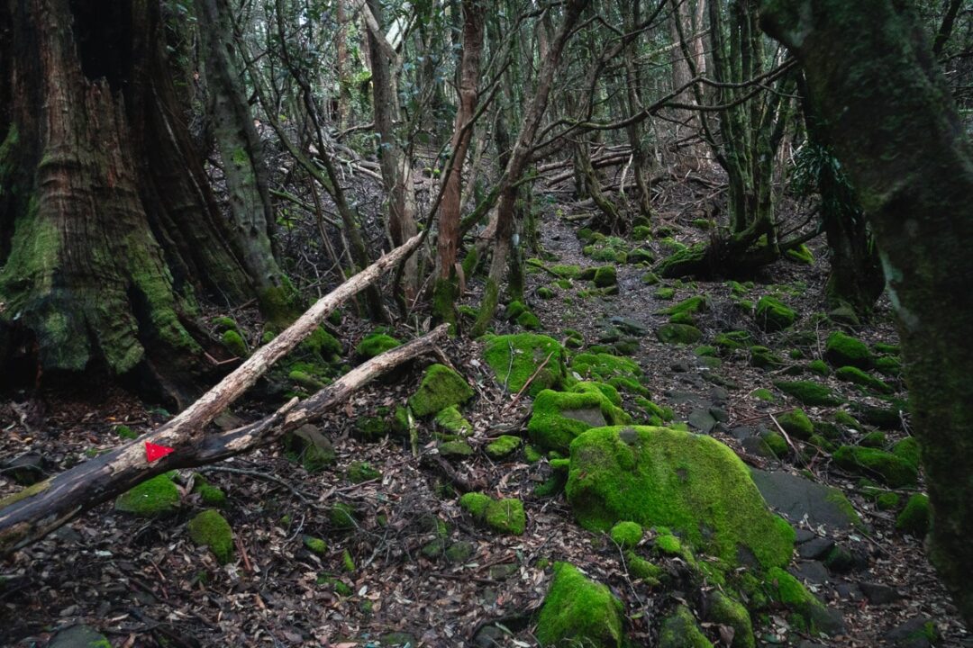 Hiking Guide to The Quamby Bluff Walk in Tasmania