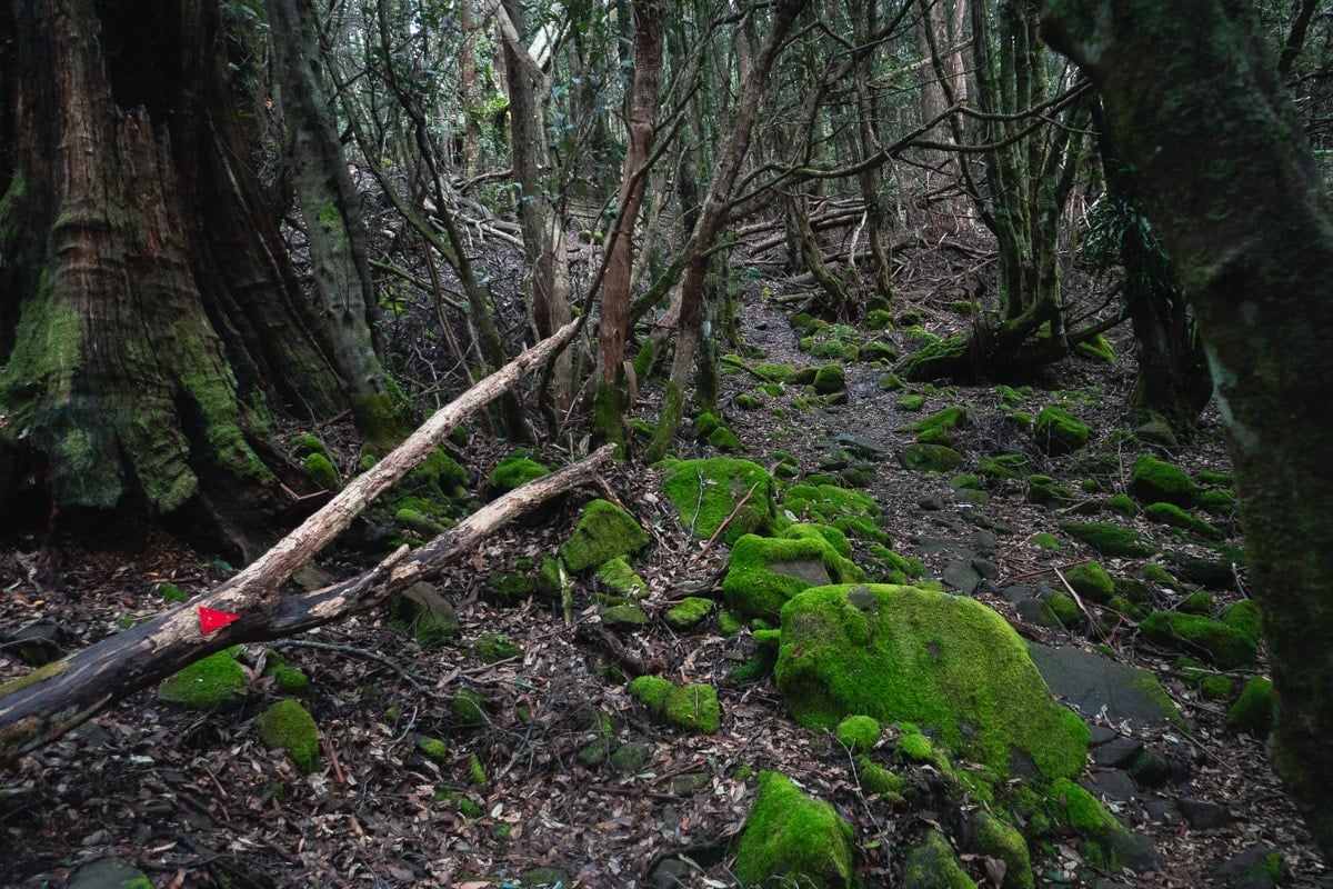 Hiking Guide to The Quamby Bluff Walk in Tasmania