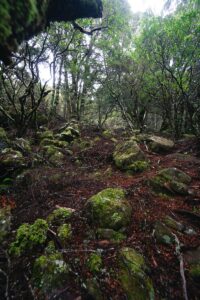Hiking Guide to The Quamby Bluff Walk in Tasmania