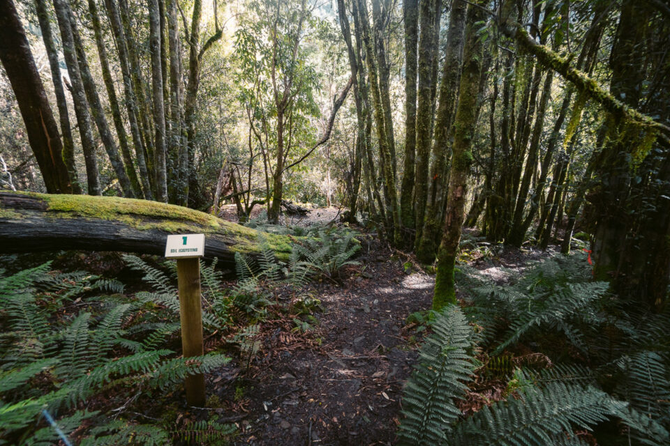 Bridal Veil & Champagne Falls in Cradle Mountain, Tasmania