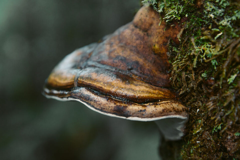Philosopher Falls Tasmania: Waterfall Guide