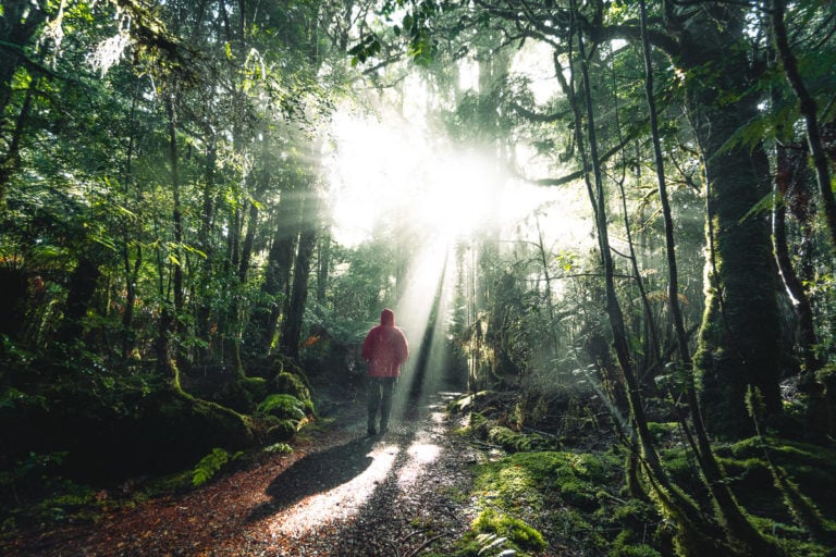 Philosopher Falls Tasmania: Waterfall Guide