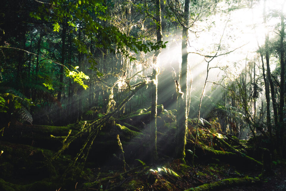 Philosopher Falls Tasmania: Waterfall Guide