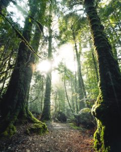 Philosopher Falls Tasmania: Waterfall Guide