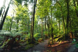 Philosopher Falls Tasmania: Waterfall Guide