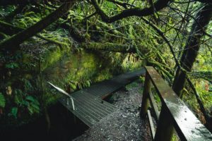 Philosopher Falls Tasmania: Waterfall Guide