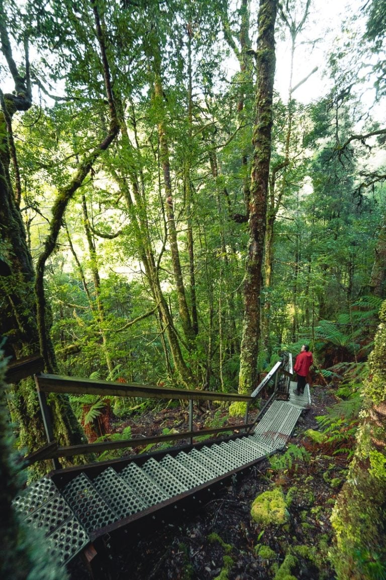 Philosopher Falls Tasmania: Waterfall Guide