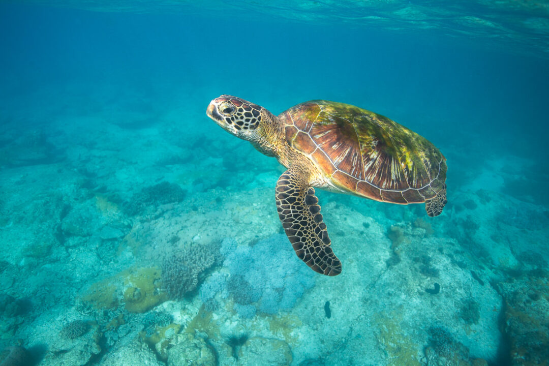Fitzroy Island vs Green Island: Which Cairns Island is Best?