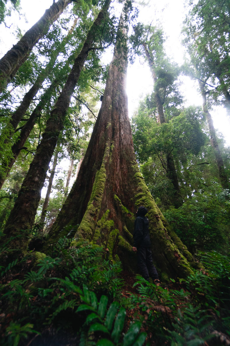 The Tarkine Drive - A Complete Guide (Tasmania) – We Seek Travel