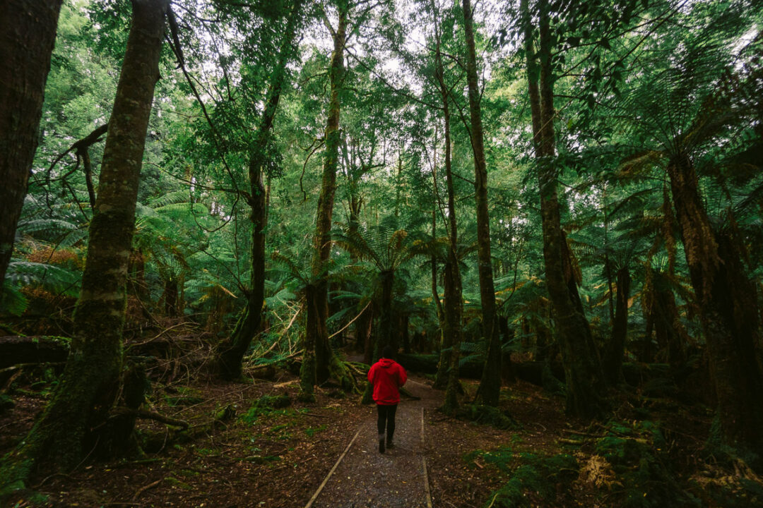 A Complete Guide to the Tarkine Drive in Tasmania