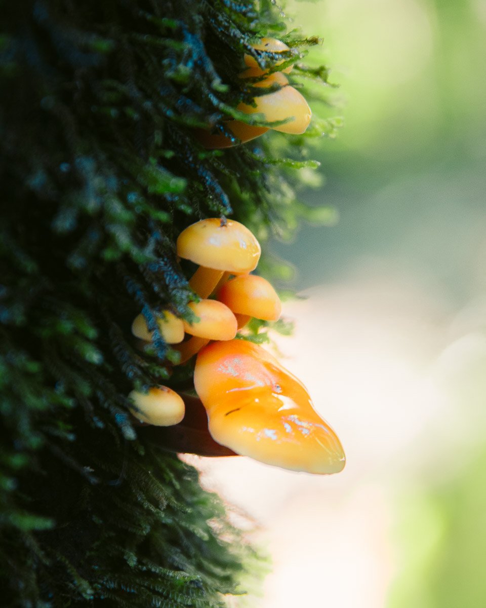 Philosopher Falls Tasmania - 2023 Waterfall Guide – We Seek Travel