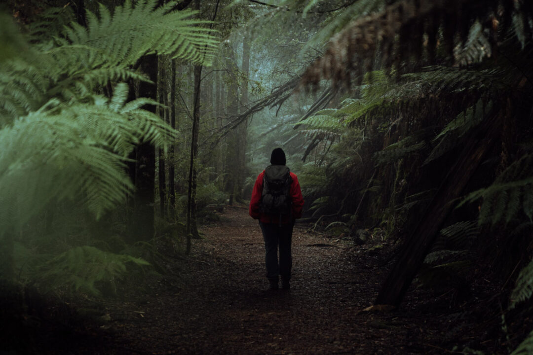 How to Visit Montezuma Falls: Tasmania's Tallest Waterfall