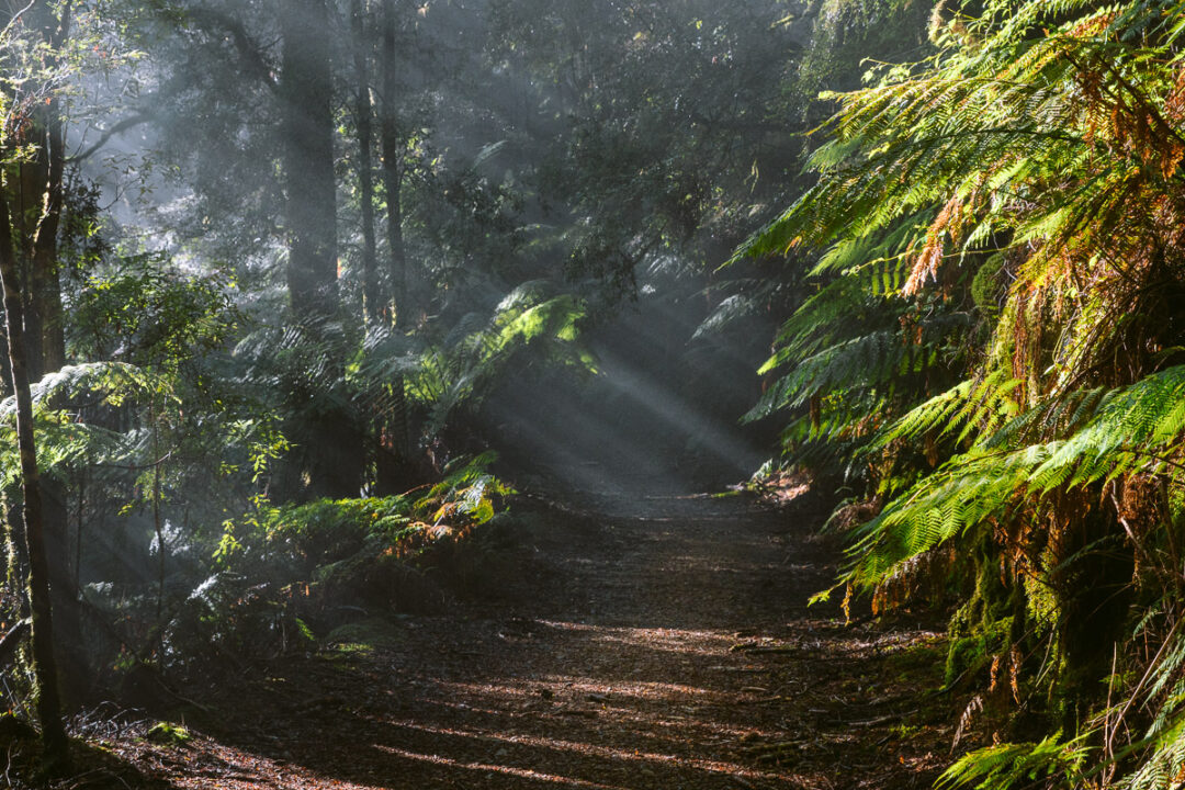 How to Visit Montezuma Falls: Tasmania's Tallest Waterfall