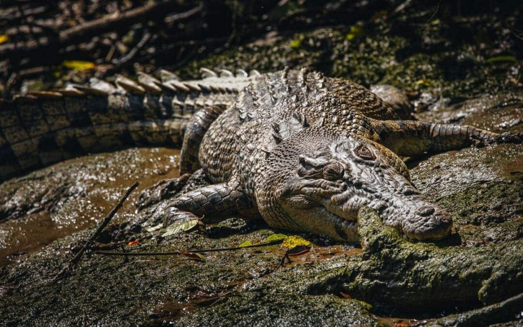 Spotting Crocodiles on the Daintree River: Complete Guide