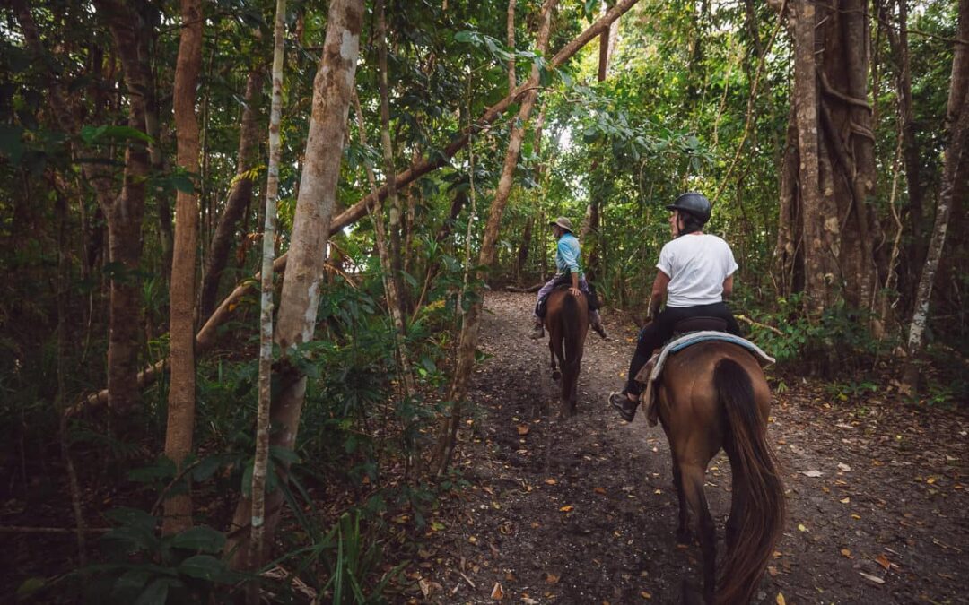 Cape Tribulation Horse Riding: Complete Guide