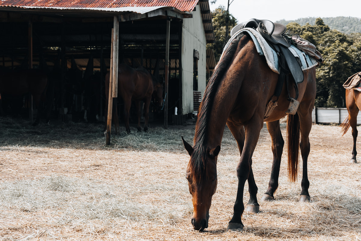 Cape Tribulation Horse Riding - Everything You Need To Know – We Seek ...