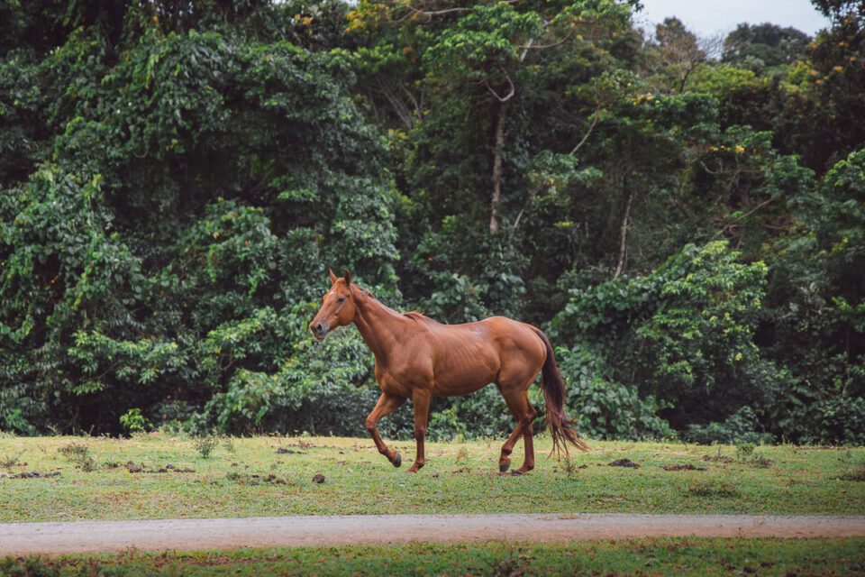 Cape Tribulation Horse Riding: Complete Guide