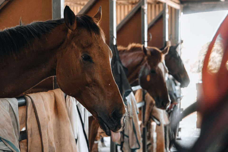 Cape Tribulation Horse Riding: Complete Guide