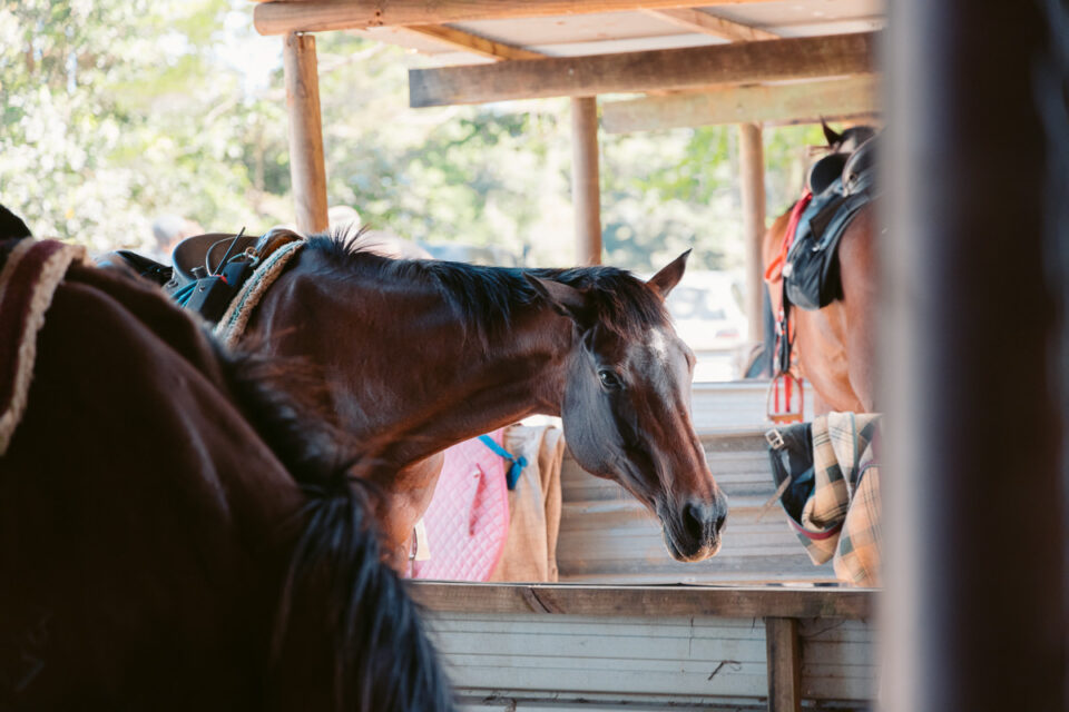 Cape Tribulation Horse Riding: Complete Guide
